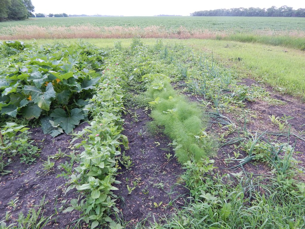 Can Chickens Eat Weeds in Your Garden? - Backyard Poultry